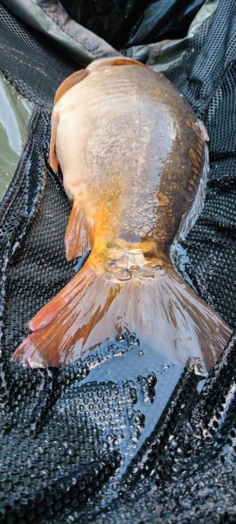 Nejhezčí ryba ... | Carp Servis Václavík